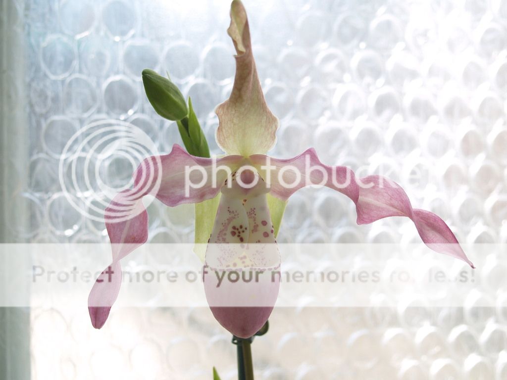 Phrag Inca Treasure | Slippertalk Orchid Forum