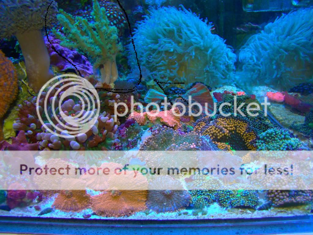 Florescent Green Nepthea | Reef2Reef