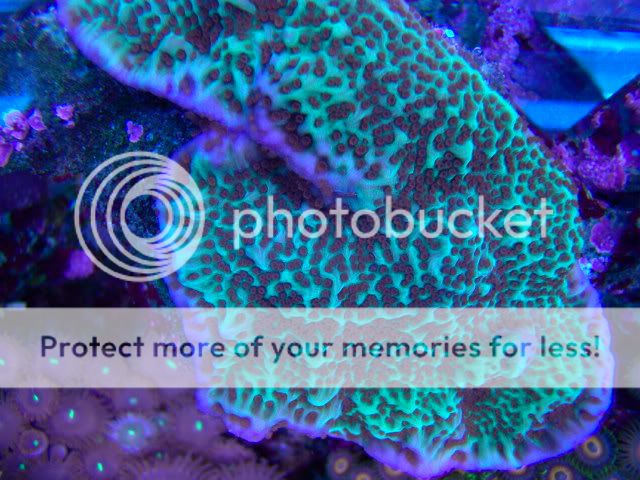 my favorite monti!!! | Reef2Reef