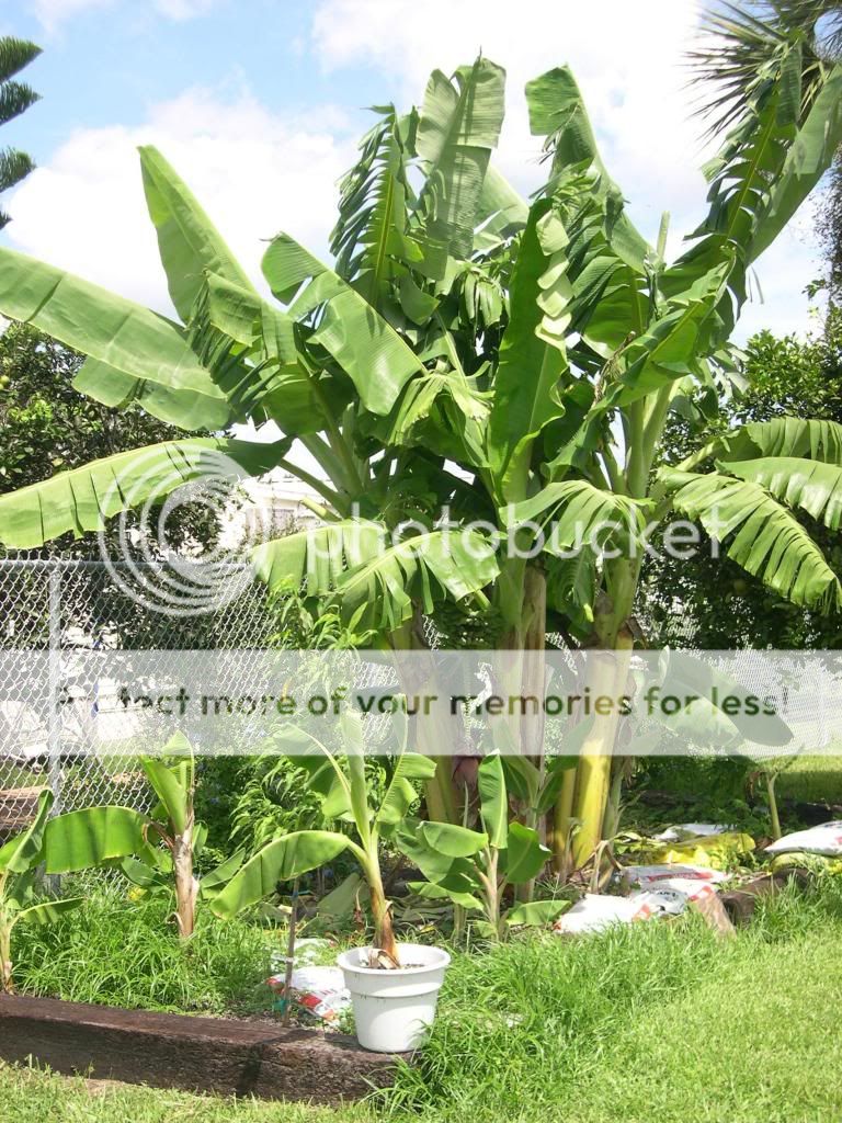 musa nam wah- banana