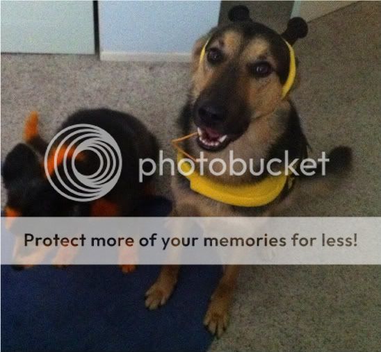 Molly and Dodger are ready for Halloween | German Shepherds Forum