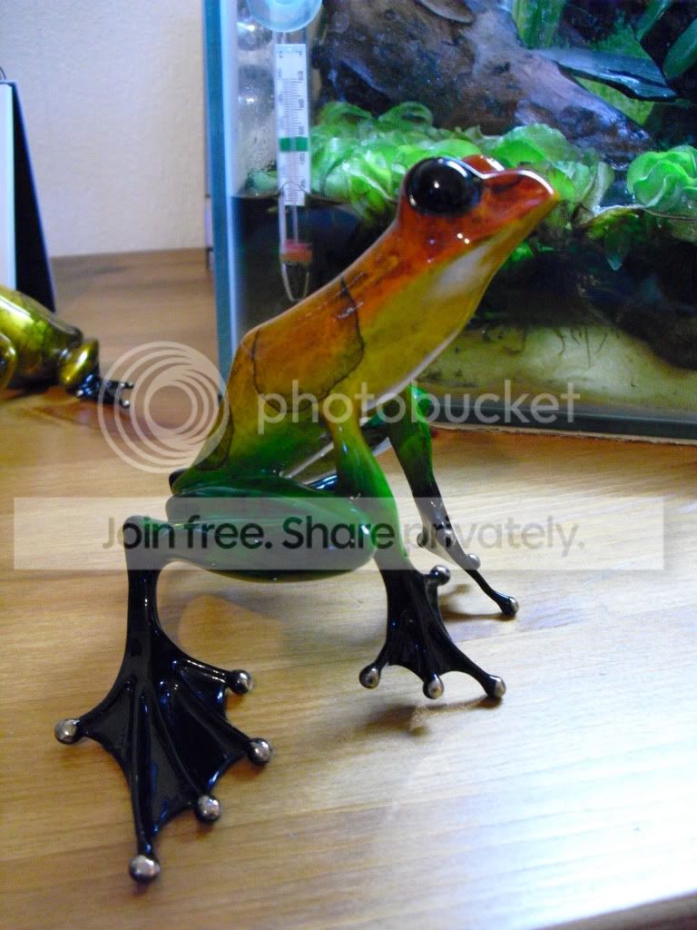 New Frogman! | Reptile Forums