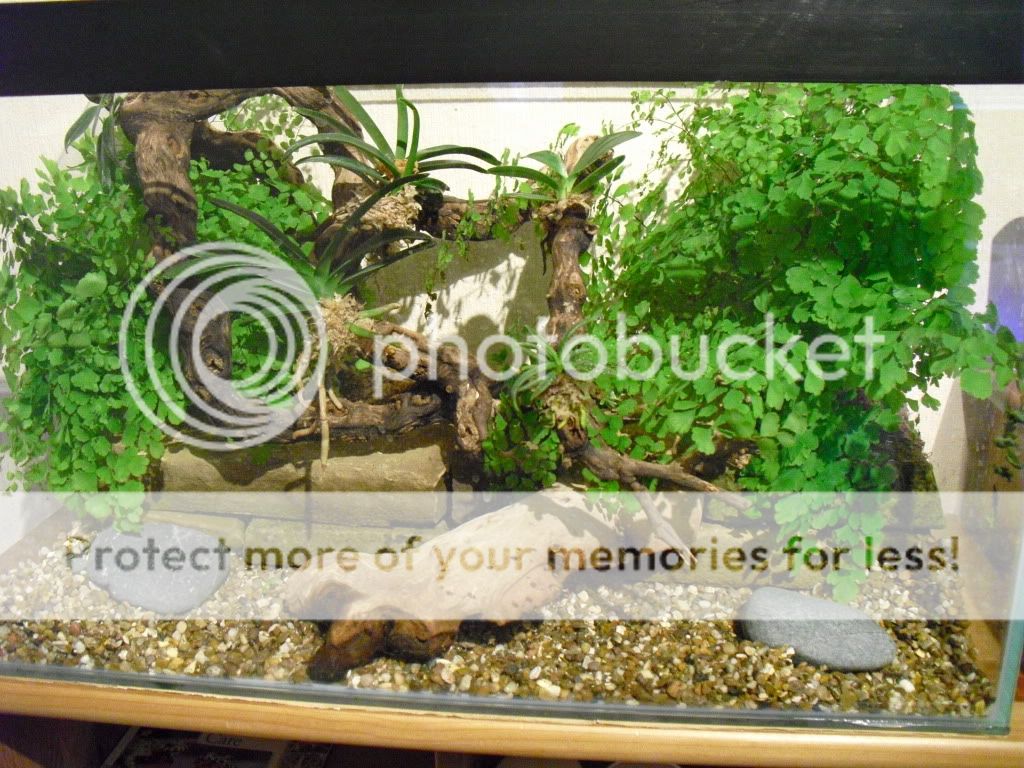 nearly complete fire bellied toad tank, what do you think?? | Reptile ...