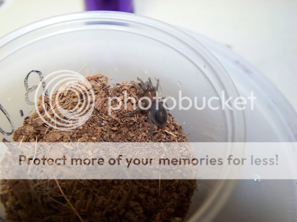 User - J.huff23's pictures | Page 23 | Arachnoboards