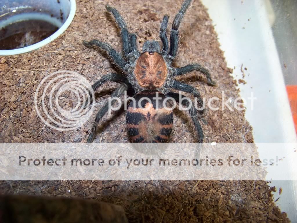 User - J.huff23's pictures | Page 23 | Arachnoboards