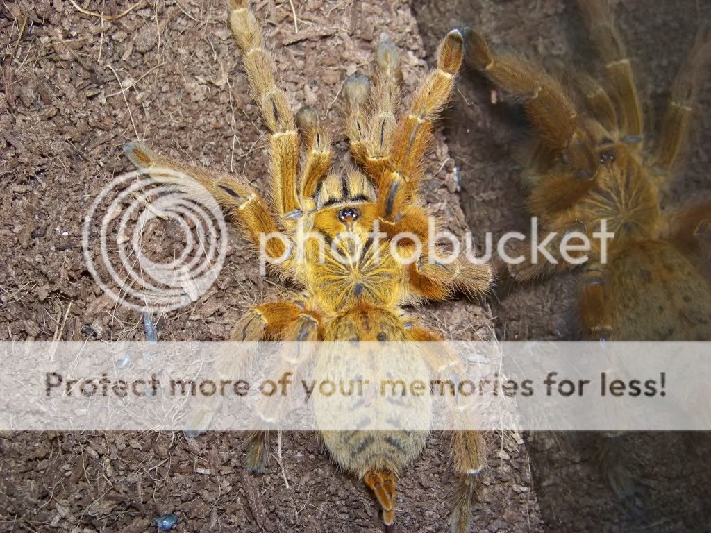 Pterinochilus murinus Color Forms? | Arachnoboards