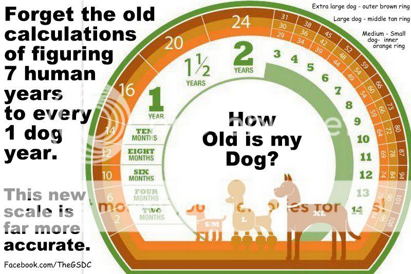 Dog Life Span